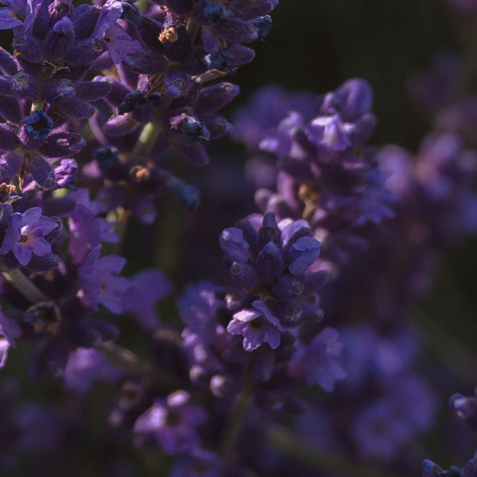 Multi-Surface Cleaning Tablets - Simplehuman